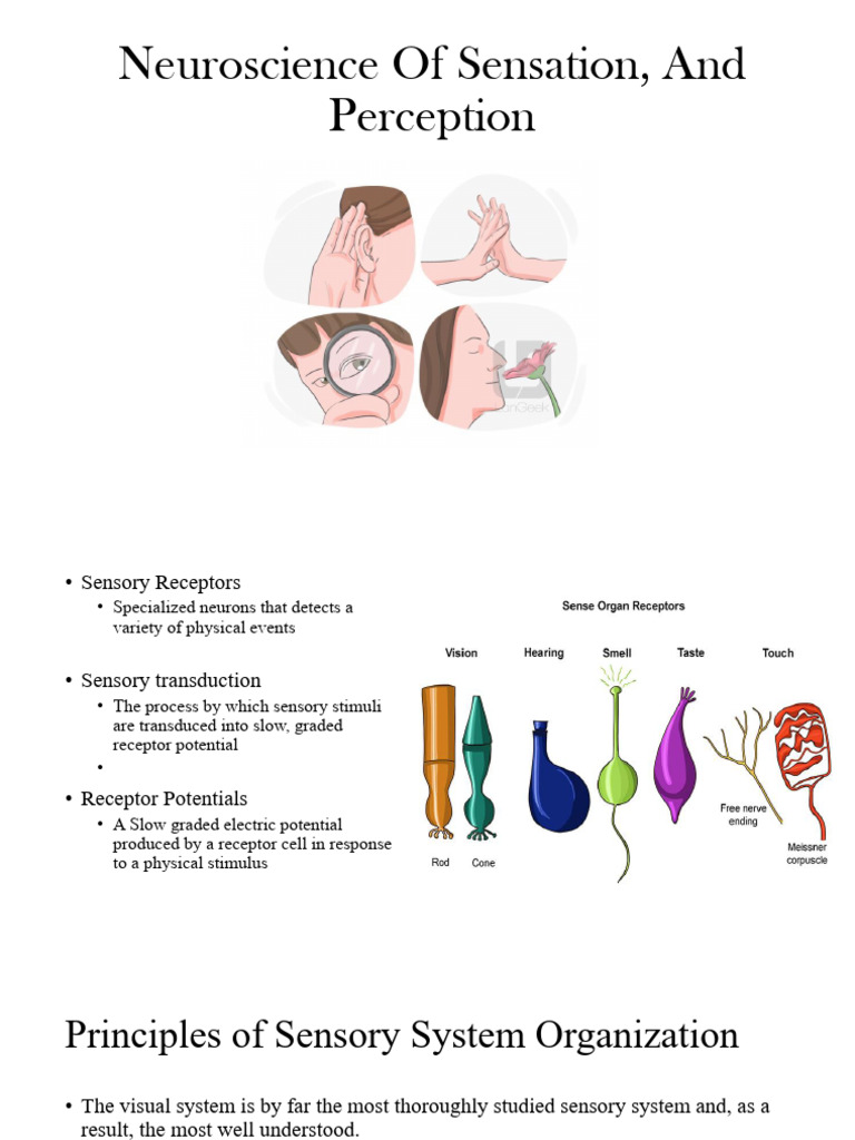 INTRODUCTION Neuroscience of Sensation, and Perception | PDF | Senses ...