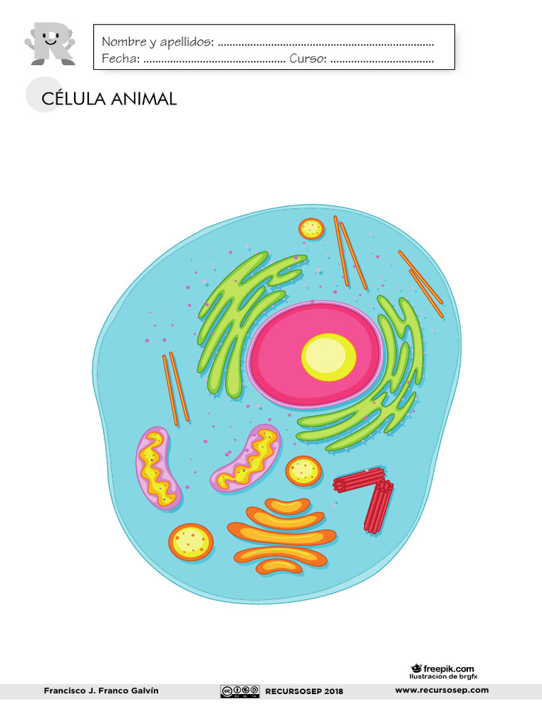 Célula Animal Recursosep Lámina Muda | PDF