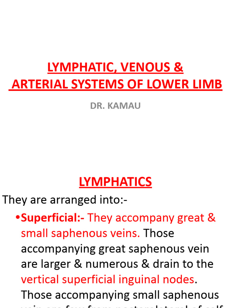 Lower Limb Lymphatic and Venous Systems | PDF | Vein | Human Leg