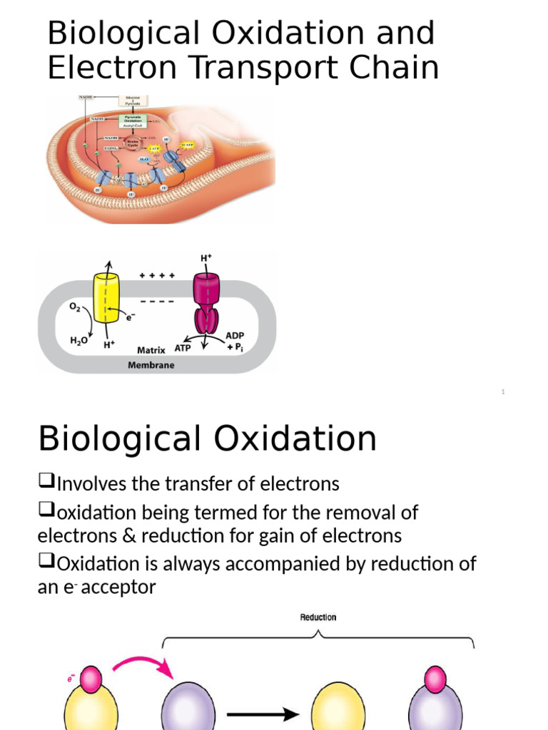 Biological Oxidation and Electron Transport Chain | PDF | Electron ...