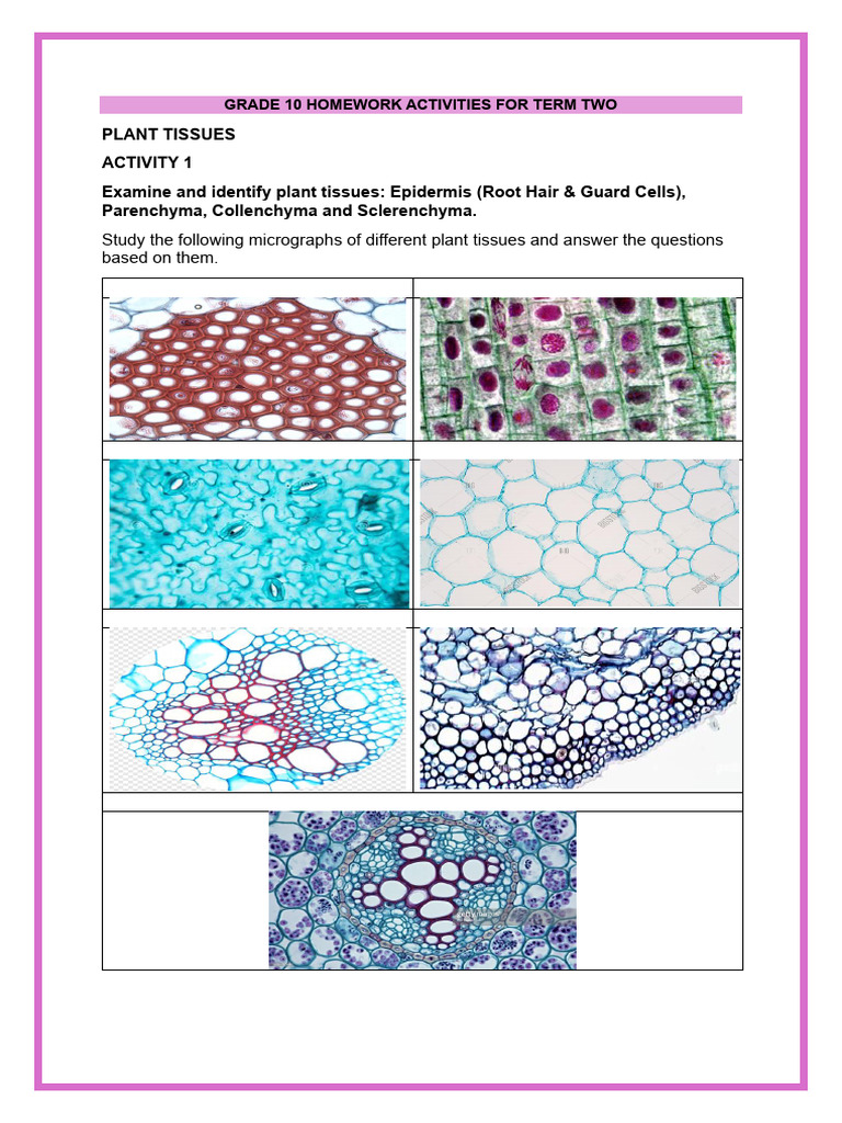 Grade 10 Plant Tissue Homework Activities | PDF | Tissue (Biology) | Leaf