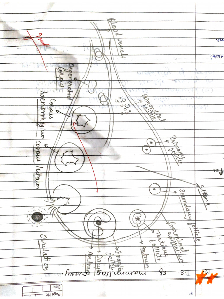 Class 12 Human Reproduction Diagrams | PDF