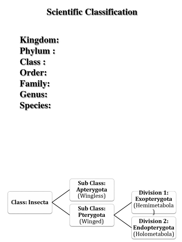 Insects Taxonomy Complete | PDF | Fly | Beetle