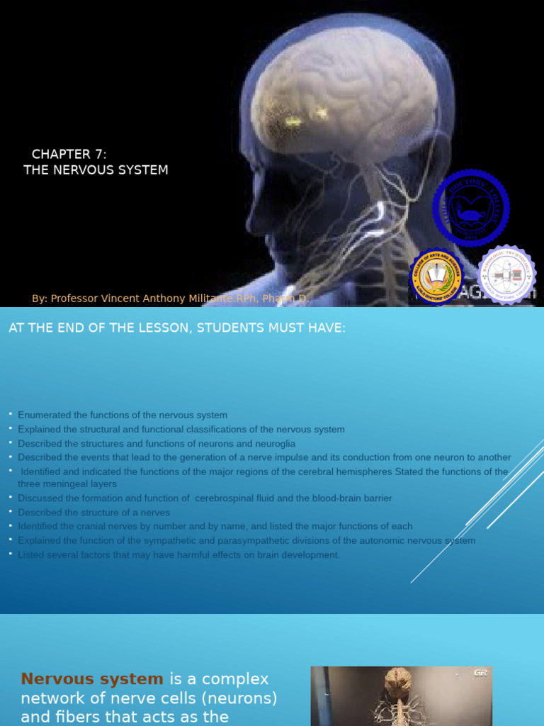 Chapter 7 Nervous System | PDF | Central Nervous System | Nervous System