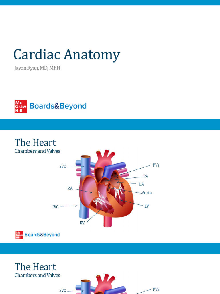 01. Cardiac Anatomy | PDF | Heart | Coronary Circulation