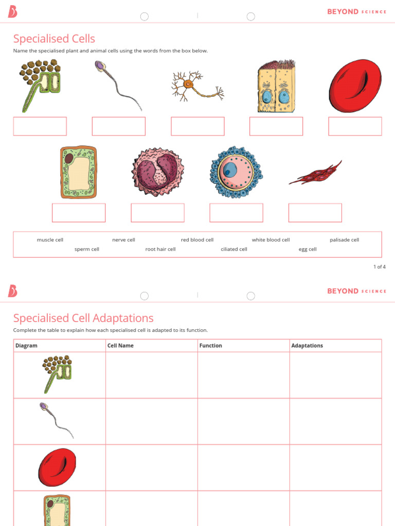 Specialised Cells Worksheet+Notes | PDF | Cell (Biology) | Fertilisation