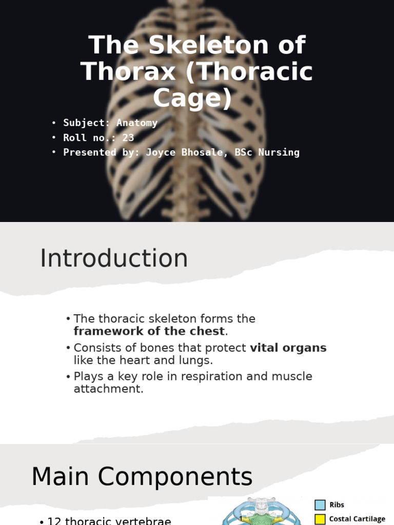 Anotomy | PDF | Thorax | Human Anatomy