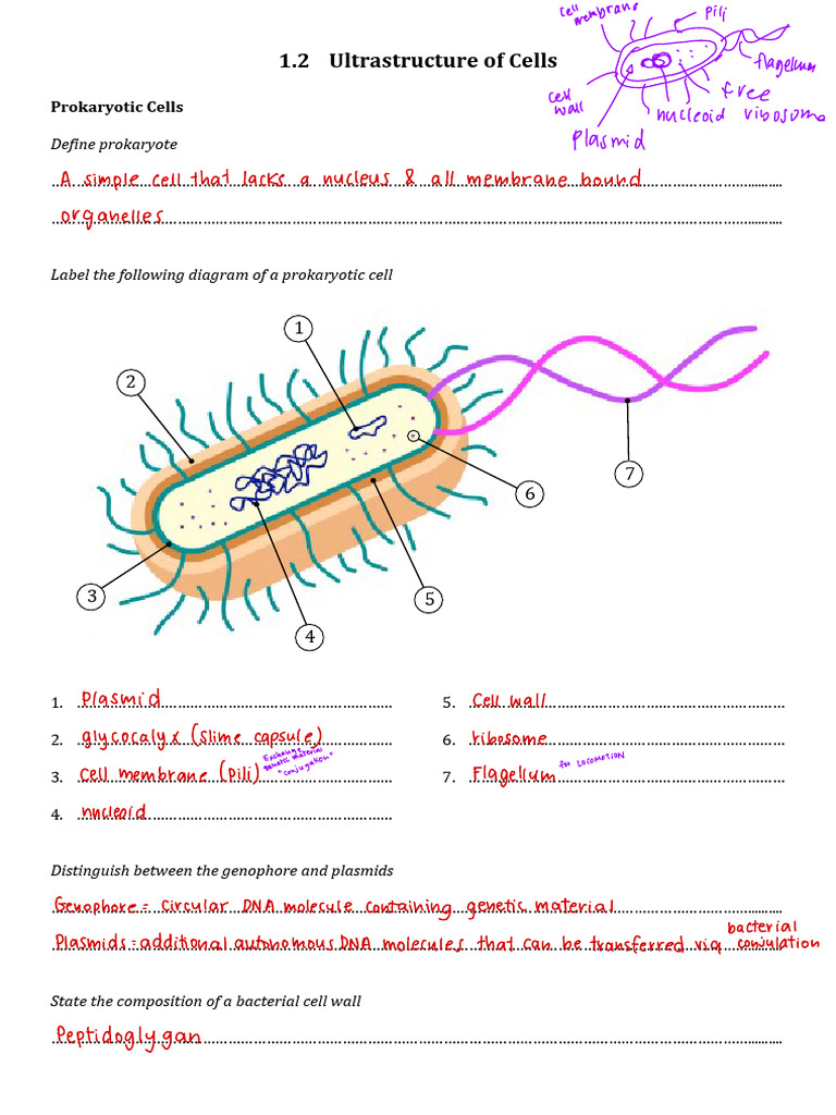 1.2 Ultra Structure of Cells | PDF | Endoplasmic Reticulum | Biology