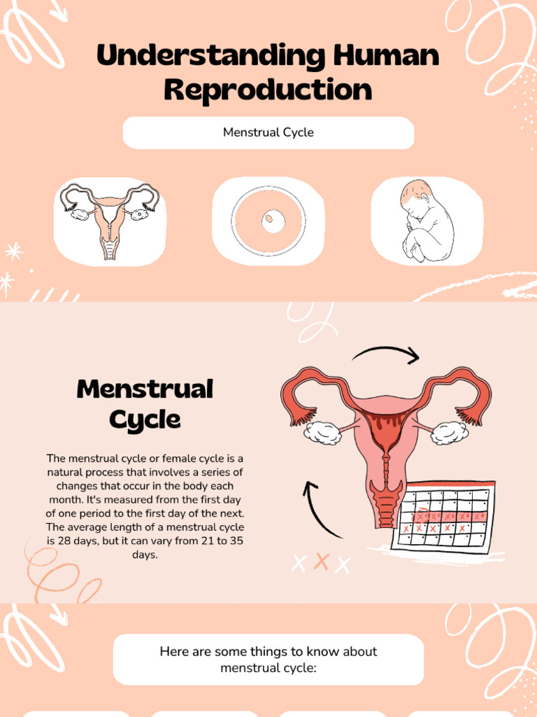 Understanding Human Reproduction | PDF | Menstrual Cycle | Mammal ...