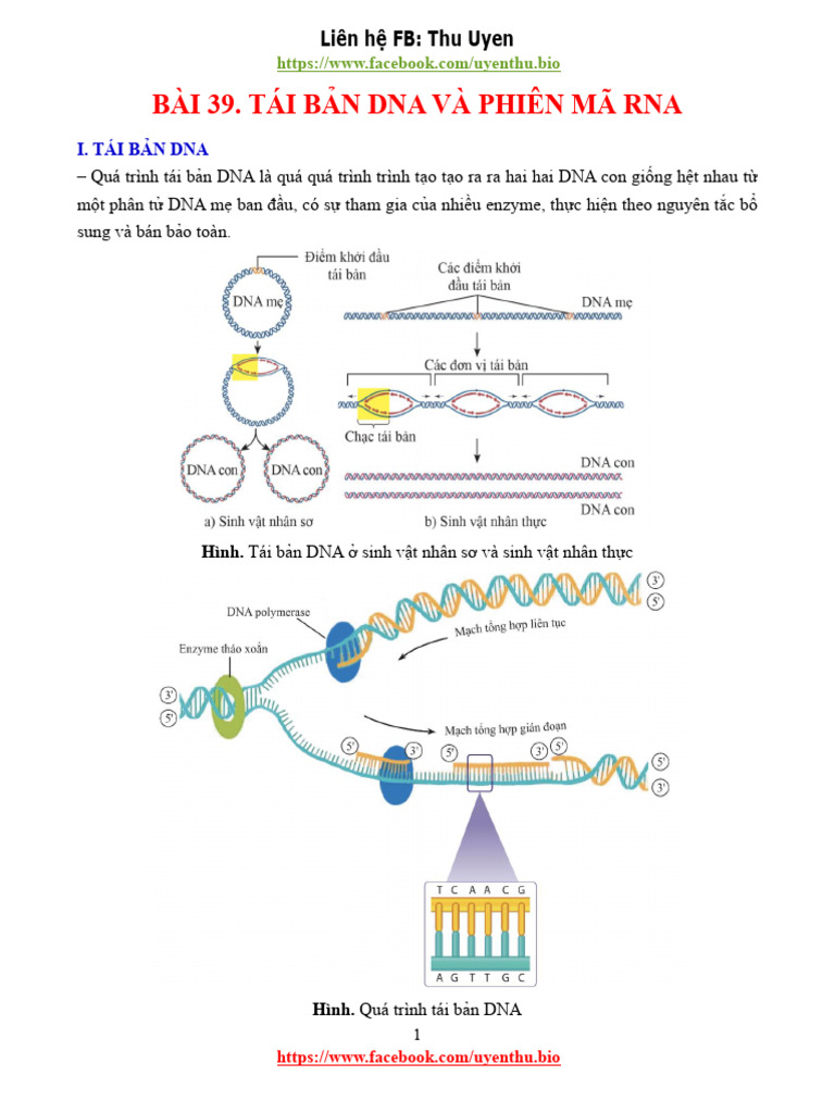 Bài 39. Tái Bản Dna Và Phiên Mã Rna - Hs | PDF