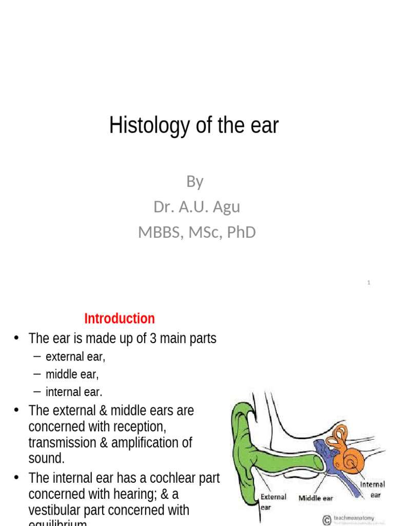 Ear Histology: Structure & Function | PDF | Ear | Epithelium