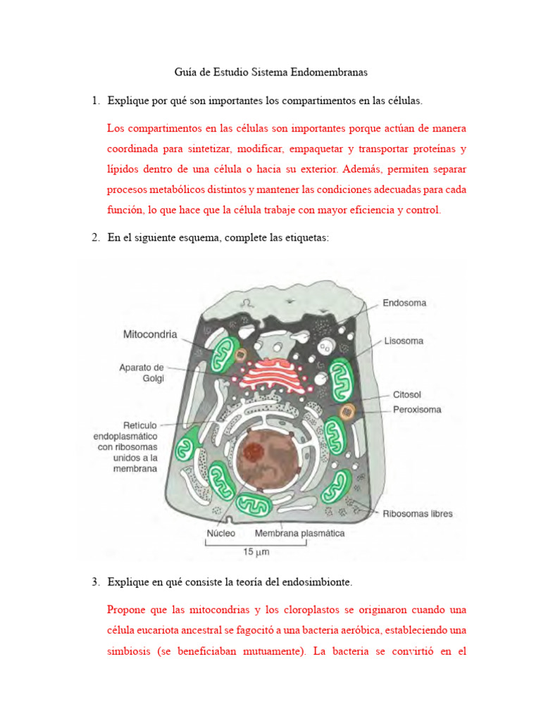 Guía del Sistema Endomembranas Celular | PDF | Nucleo celular | Lisosoma