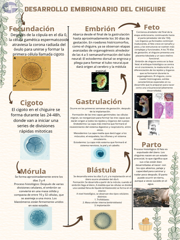 Exposición Del Chiguire | PDF | Embrión | Biología