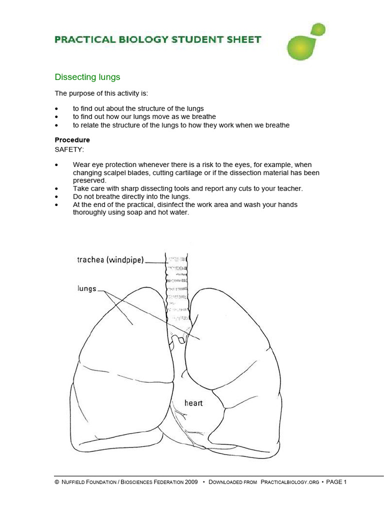 Dora | PDF | Lung | Thorax