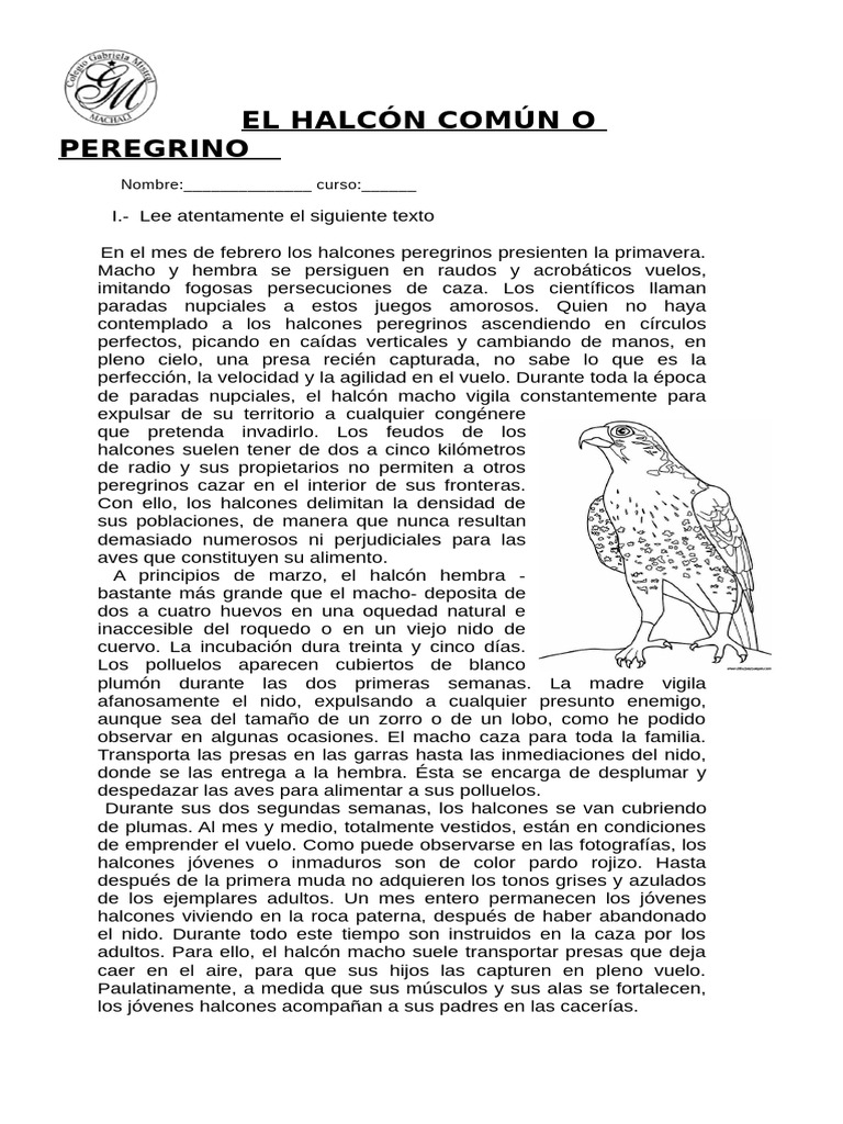 El Halcón Común o Peregrino | PDF | Aves | Zoología