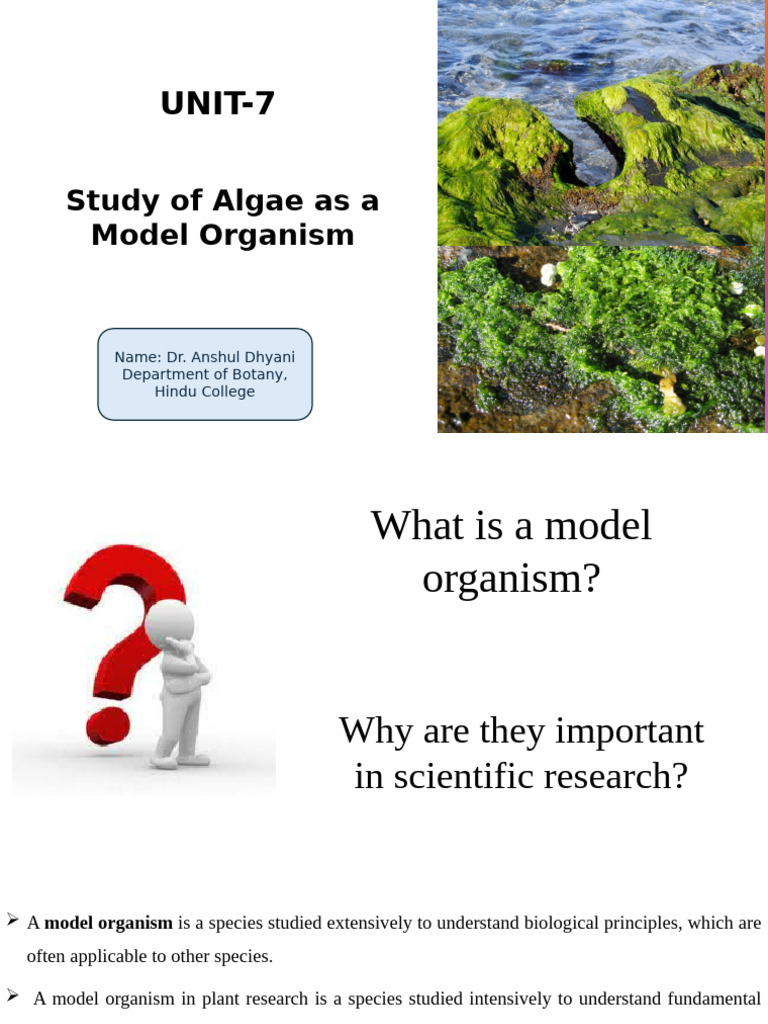 Algae As Model Organism | PDF | Plants | Algae
