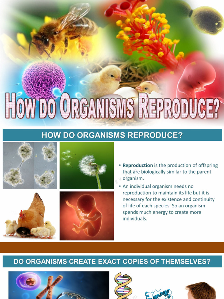 8 How Do Organisms Reproduce Class X - PDF Slides | PDF