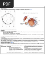 Anatomie du Corps Géniculé Latéral | PDF | Système visuel | Vision