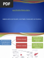 Histología del Páncreas: Exocrino y Endocrino | PDF | Páncreas | Glándulas