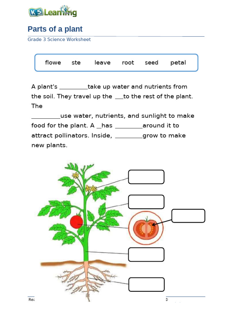 Grade 3 Plant Parts A | PDF