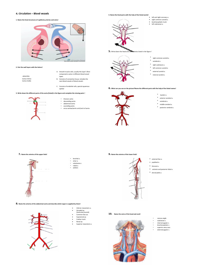 04-Booklet Circulatory Vascular System | PDF | Aorta | Vein