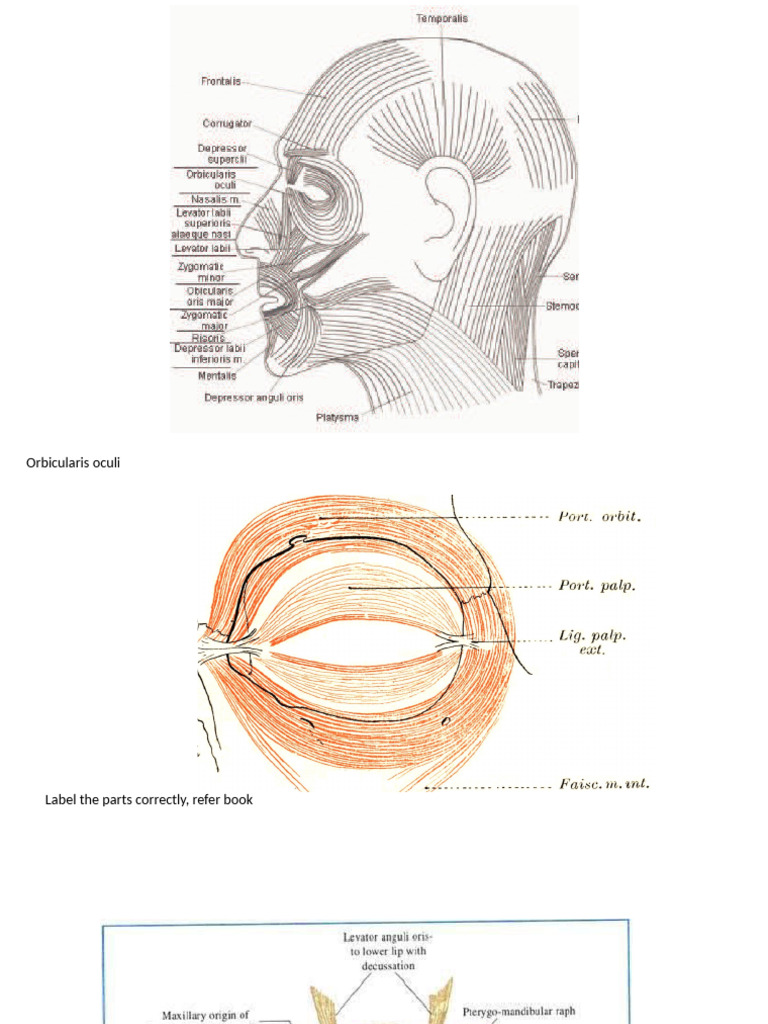 Face Diagrams For Diagram Note | PDF