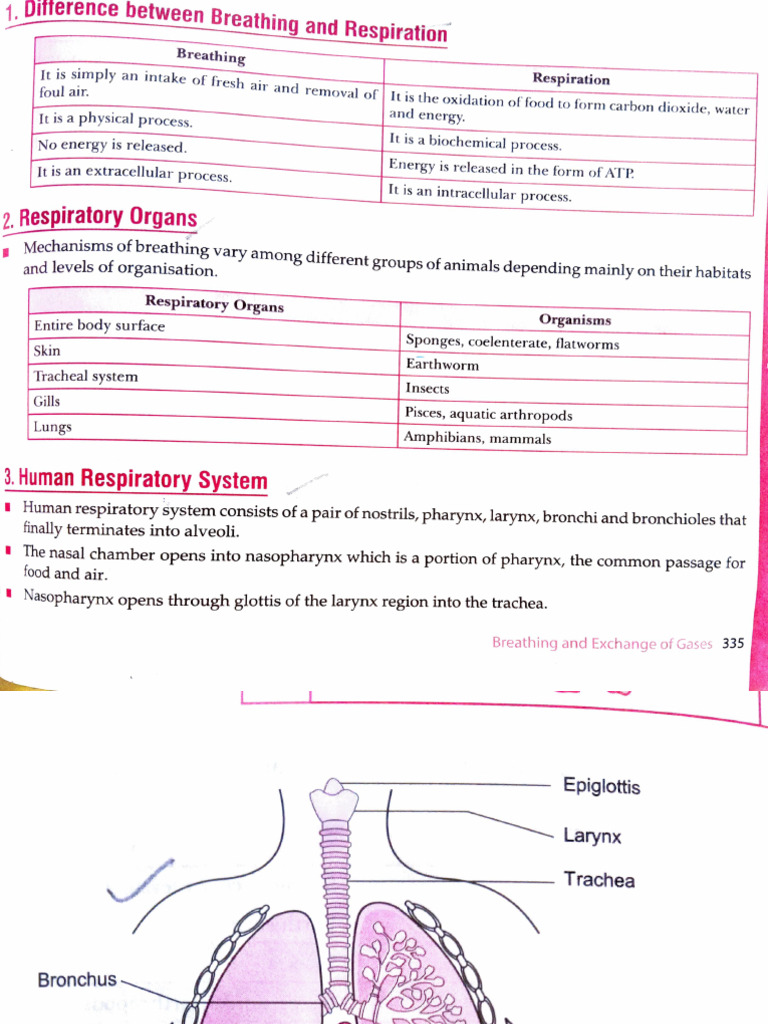 Breathing Notes | PDF