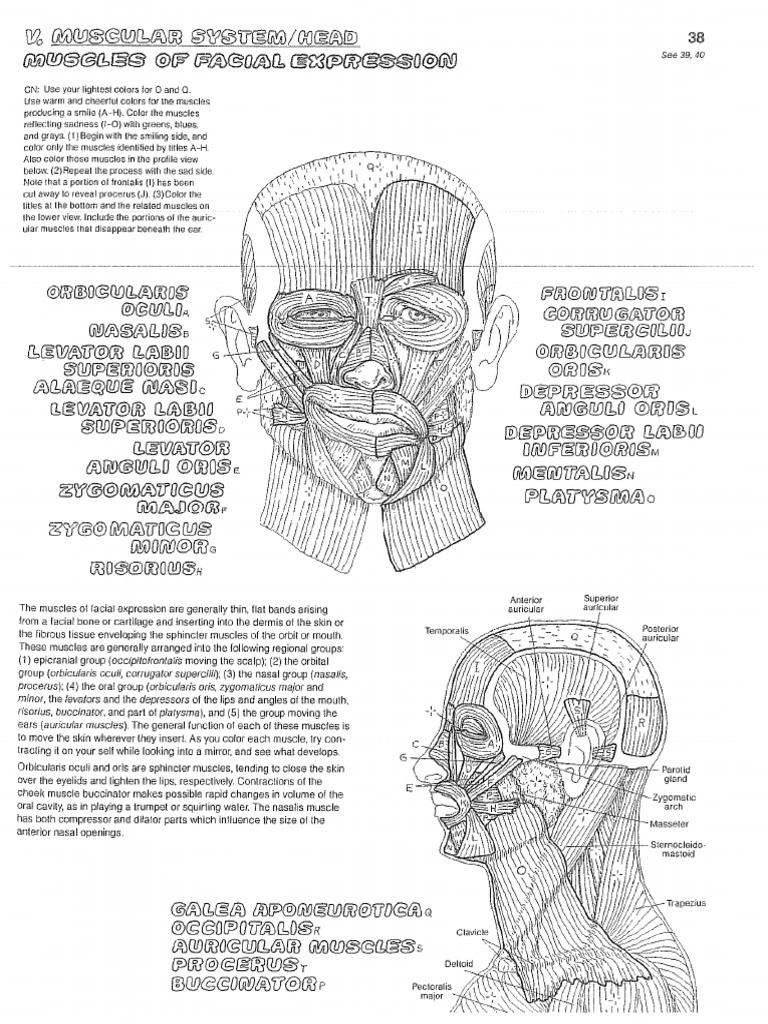 Muscles+of+Face Mouth | PDF
