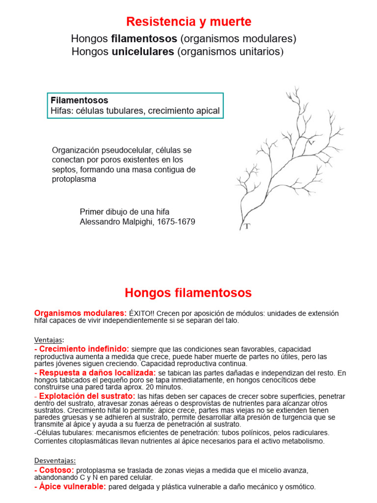 Teorica FiFu - 15 | PDF | Apoptosis | Mitocondria