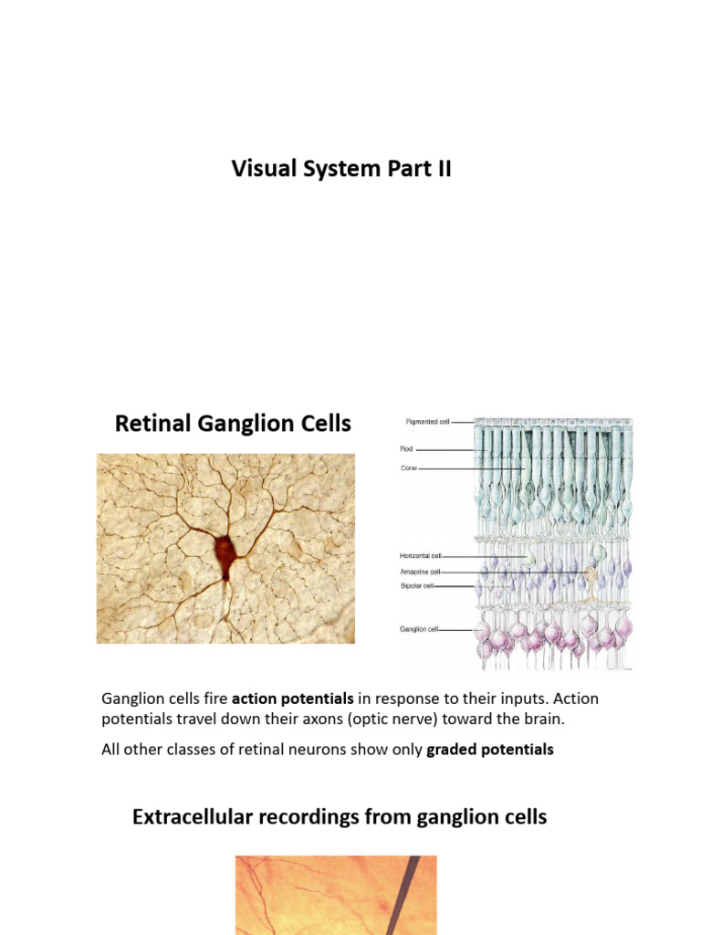 Lecture 10 Visual System 2 | PDF | Visual Cortex | Retina