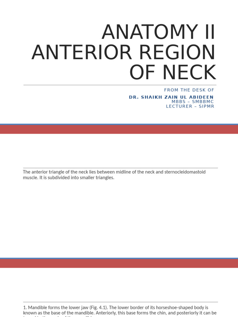 Lec 10 Anterior Region of Neck | PDF | Common Carotid Artery | Neck