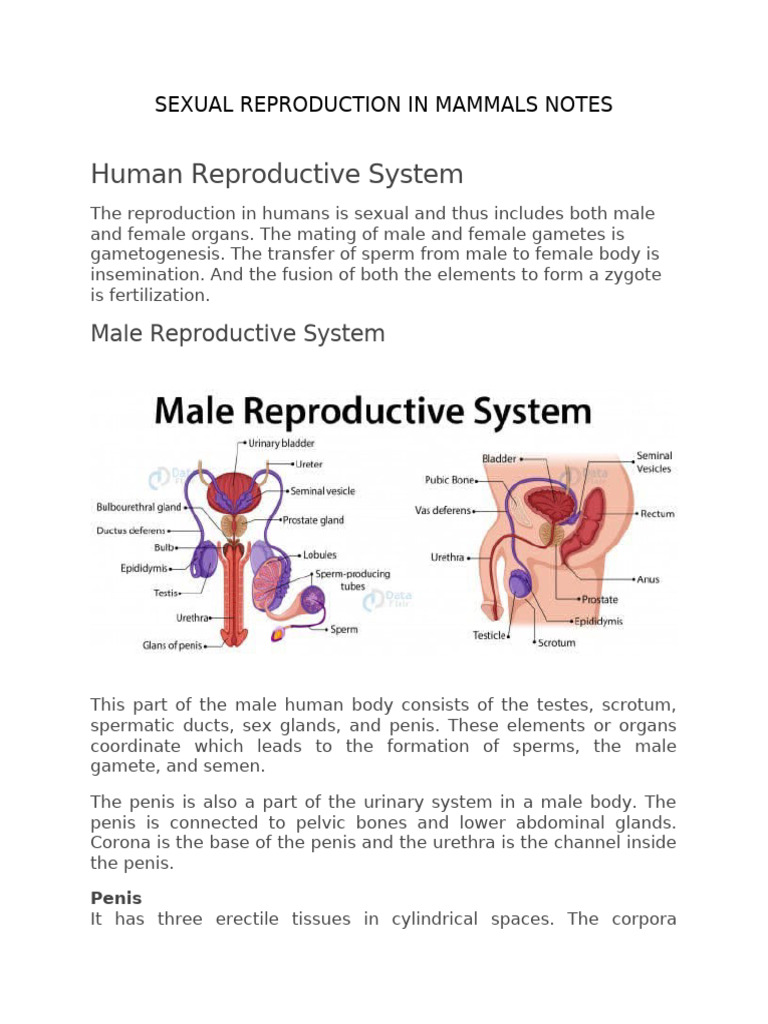 Human Sexual Reproduction Overview | PDF | Menstrual Cycle | Testicle