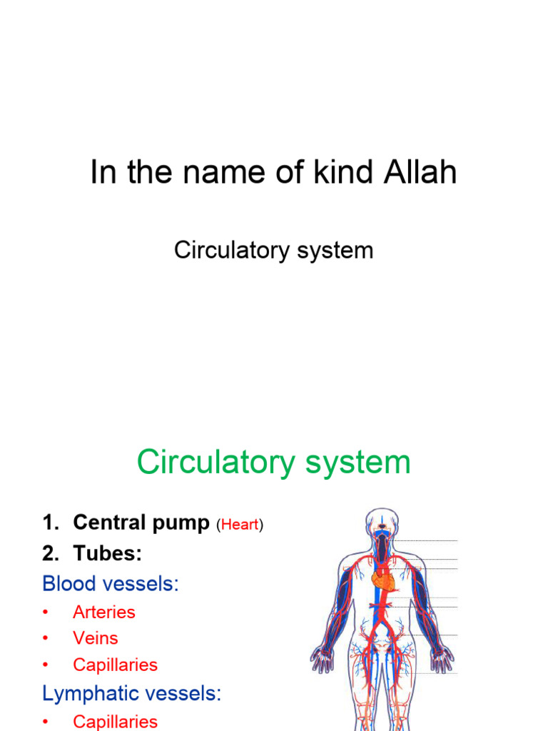 Overview of the Circulatory System | PDF | Artery | Blood Vessel