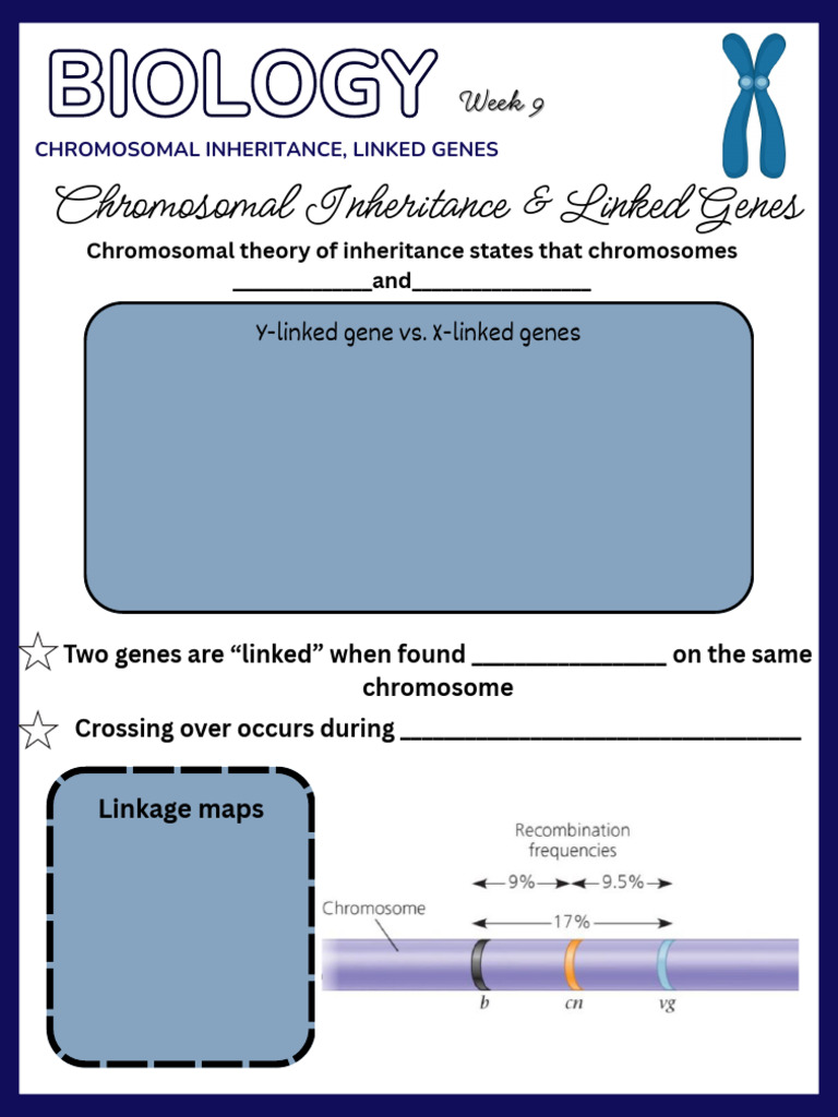 Chromosomal Inheritance | PDF | Meiosis | Chromosome