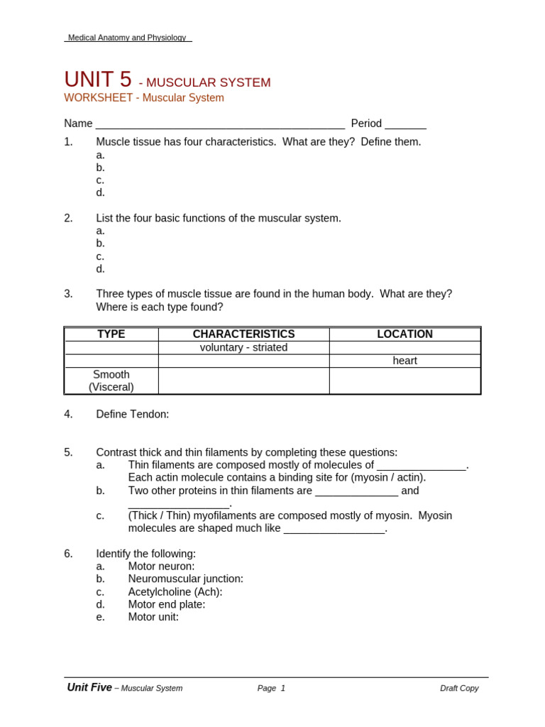 Muscular System Worksheet Activity09 | PDF | Skeletal Muscle | Muscle ...