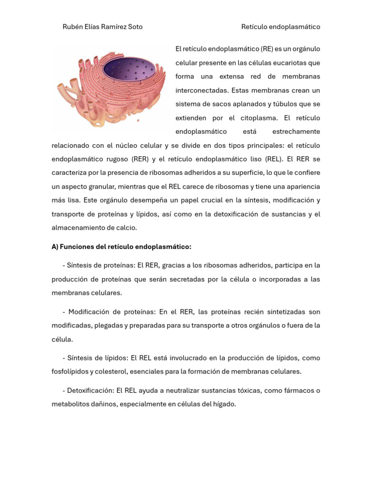 Funciones del Retículo Endoplasmático | PDF | Retículo endoplásmico ...