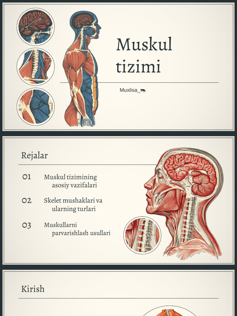 Taqdimot (Slayd GPT Bot) Muskul Tizimi | PDF