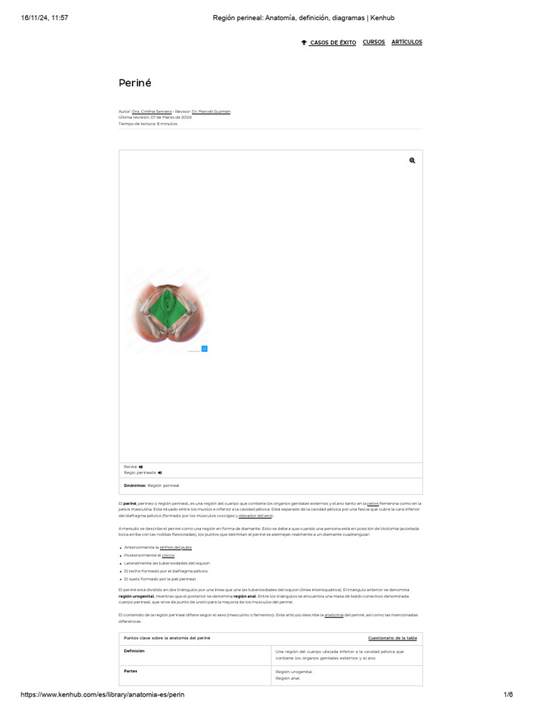 Anatomía del Periné: Guía Completa | PDF | Pelvis | Sexo anal