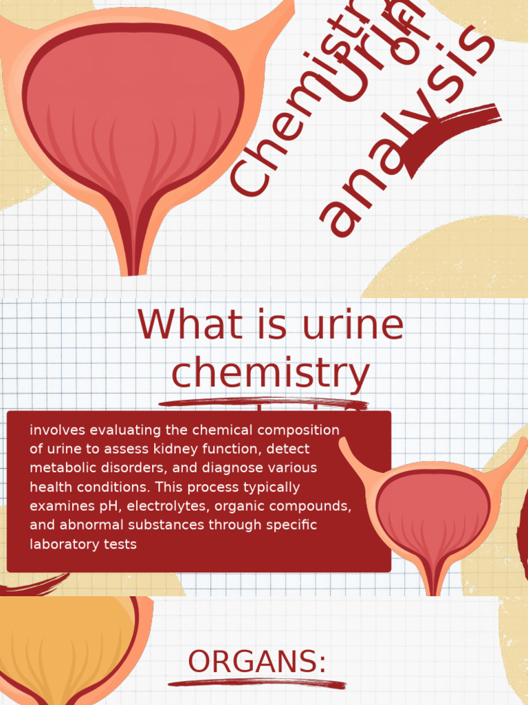 Bladder Organ Presentation in A Bold Red Style | PDF | Urine | Creatinine