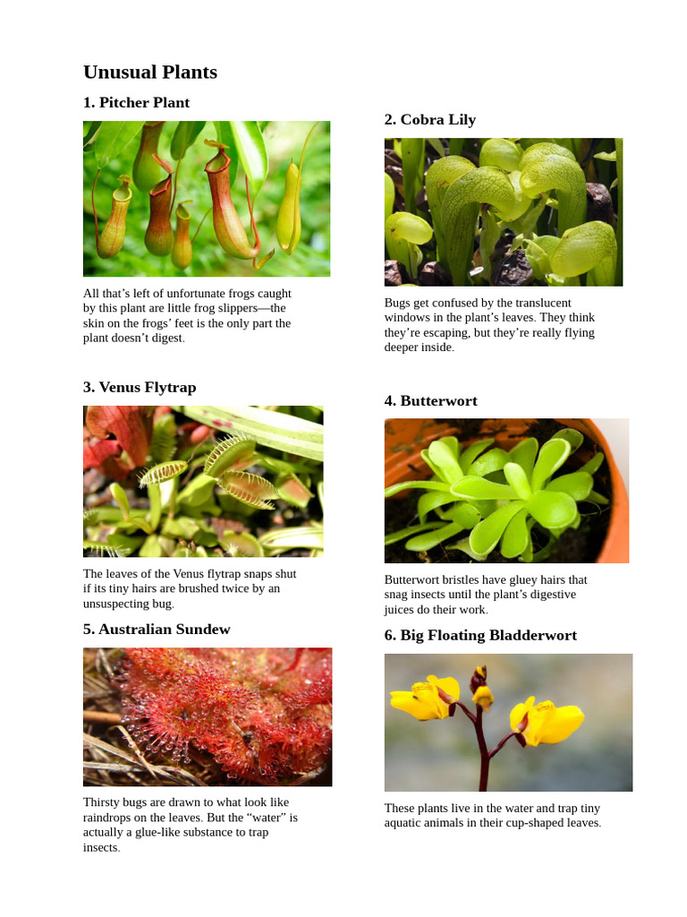 Unusual Carnivorous Plants Explained | PDF