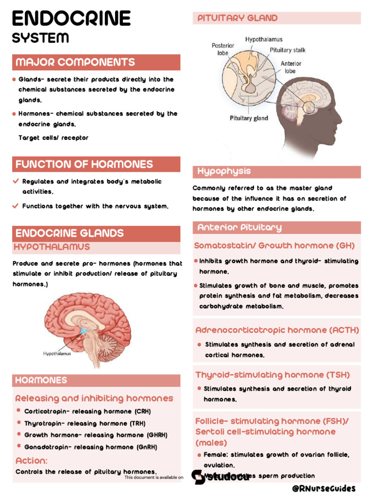 Endocrine System | PDF | Adrenal Gland | Endocrine System