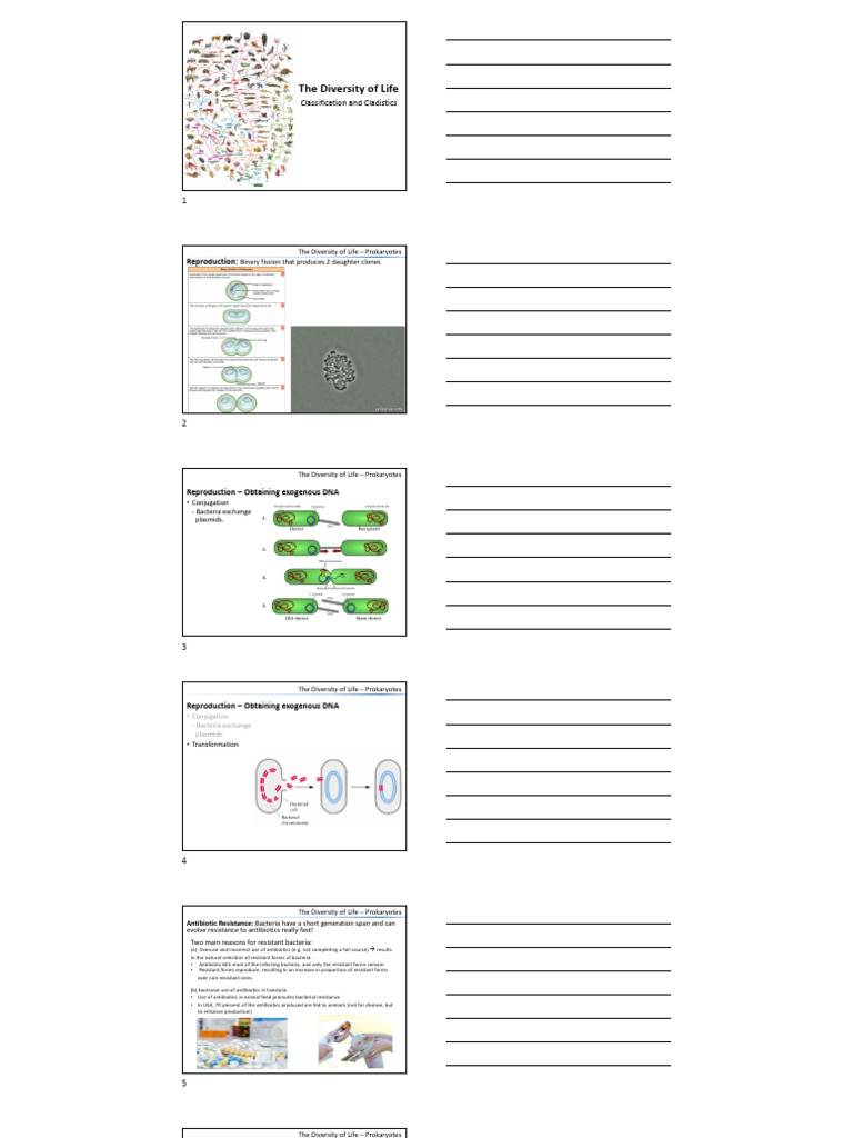 BIO101 Lecture06 Classification Kingdoms | PDF | Eukaryotes | Prokaryote