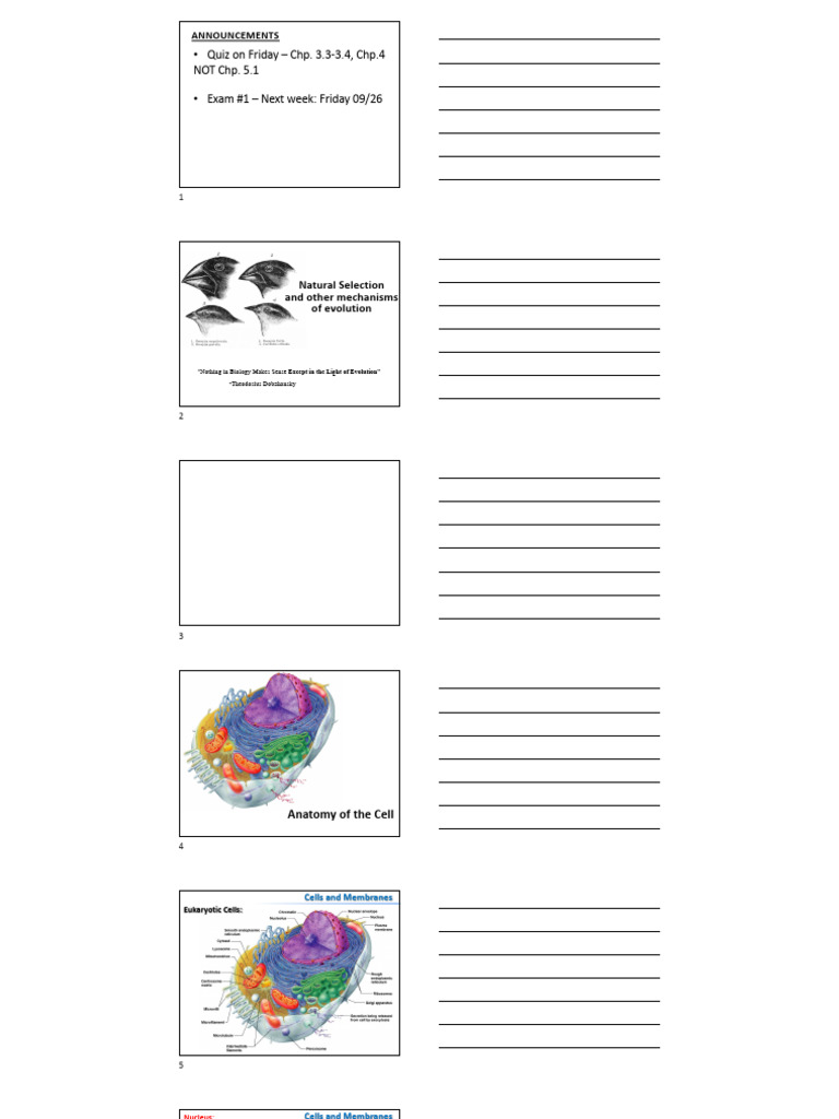 Eukaryotic Cell Structure Overview | PDF | Endoplasmic Reticulum | Cell ...