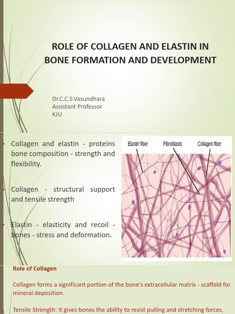 Bone Growth and Development - Elastin and Collagen | PDF | Bone | Collagen
