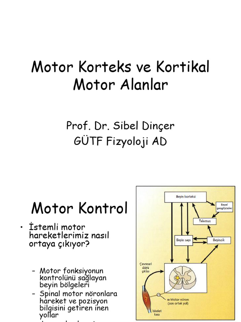 Motor Korteks Ve Kortikal Motor Alanlar | PDF