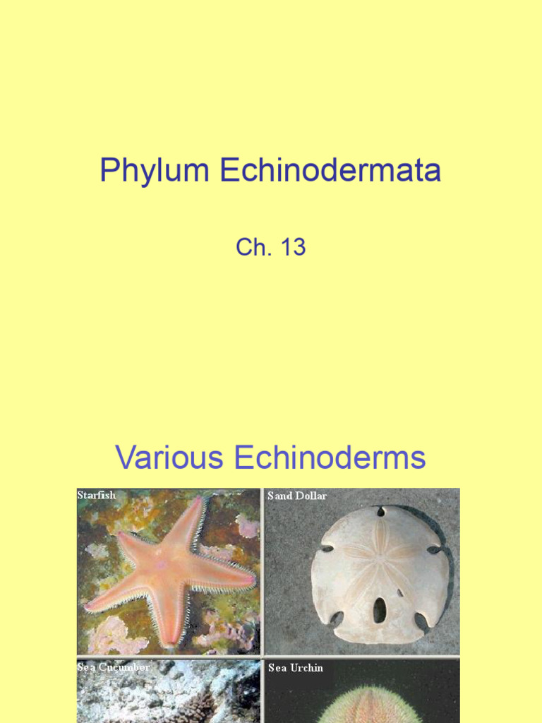 Unit 5 Echinodermata.ppt | PDF | Biology | Zoology