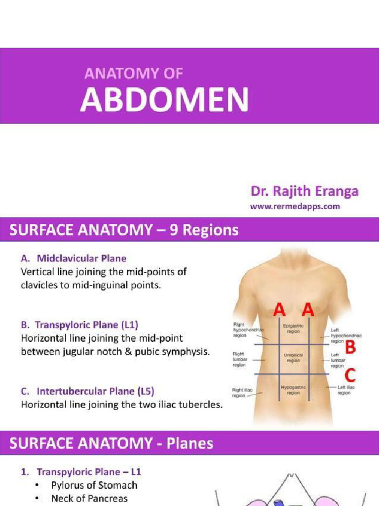 Anatomy of Abdomen | PDF
