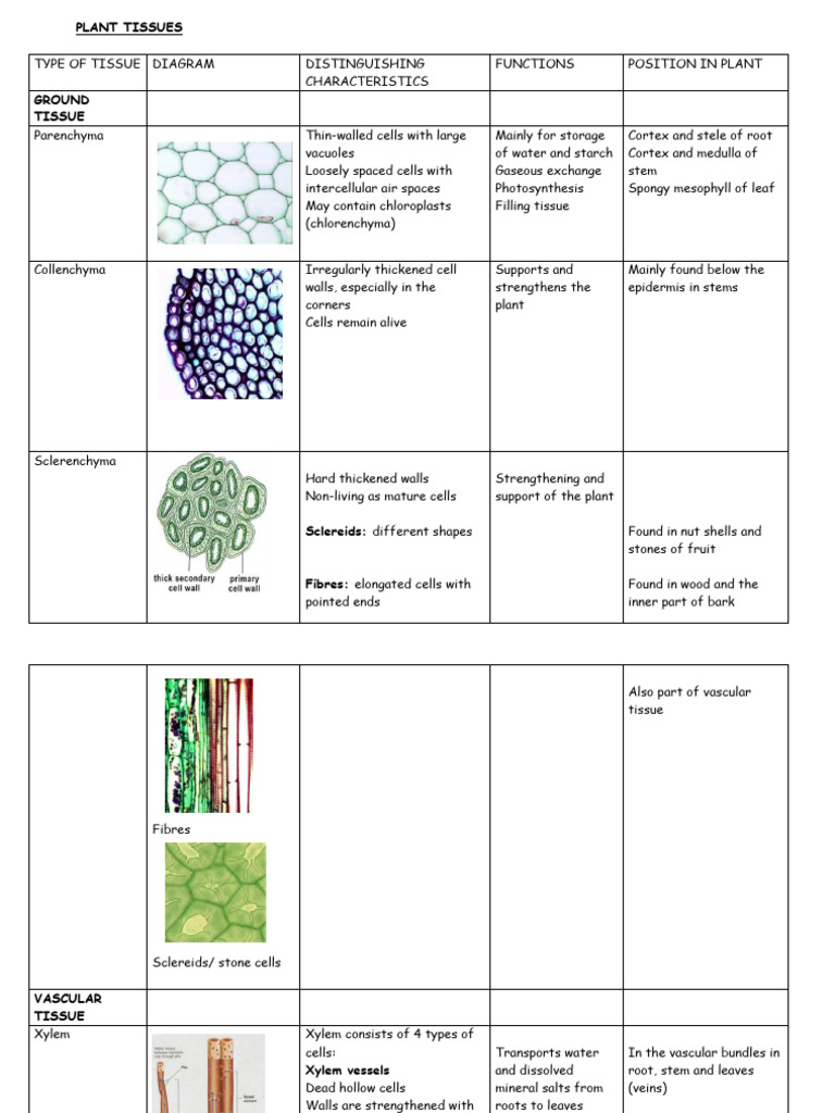 Plant Tissues | PDF | Plant Stem | Tissue (Biology)