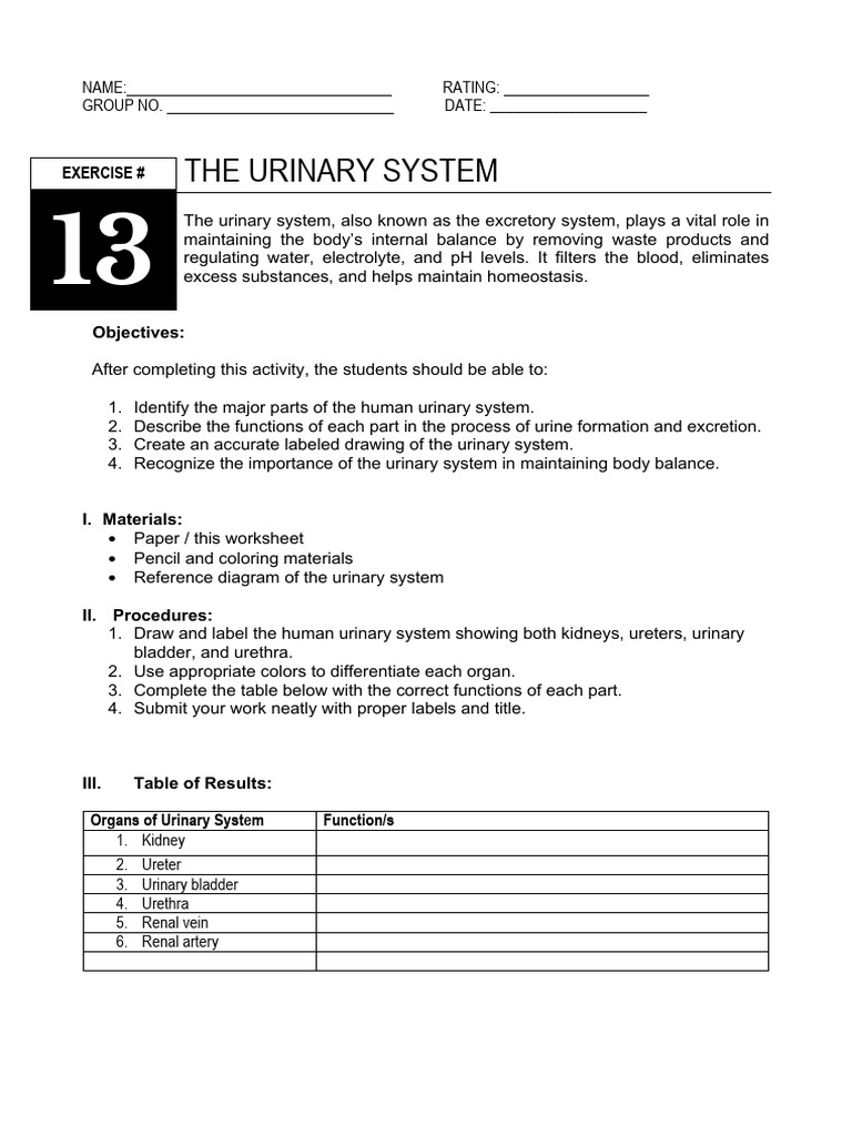 HA Lab Exercise 13 Urinary System | PDF