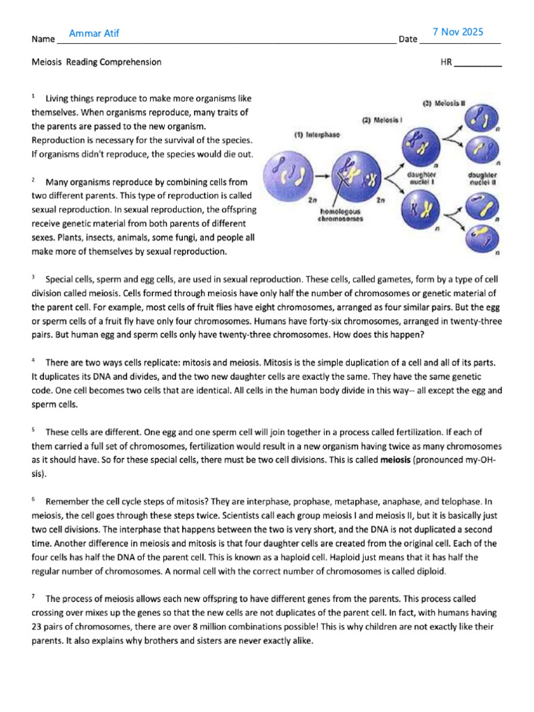 Meiosis Reading Comprehension Worksheet | PDF